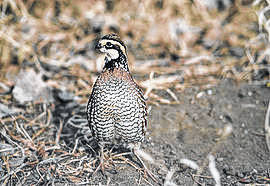 Quail numbers on the rise | Easley Progress